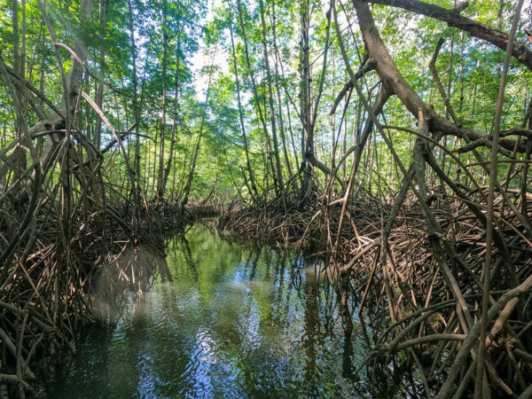 Where the Jungle Meets the Sea: Exploring Costa Rica’s Sierpe River ...